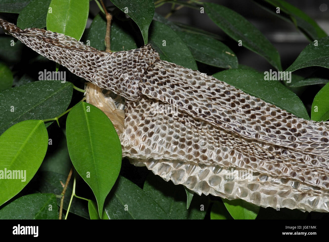 Dunkler tigerpython Banque de photographies et d’images à haute résolution - Alamy