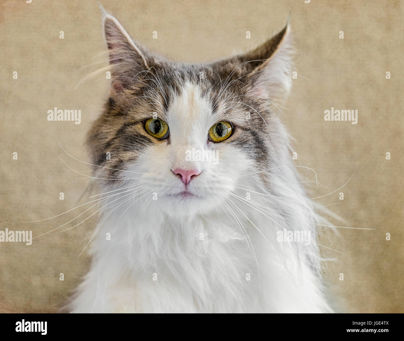 Chat portrait Banque de photographies et d’images à haute résolution ...