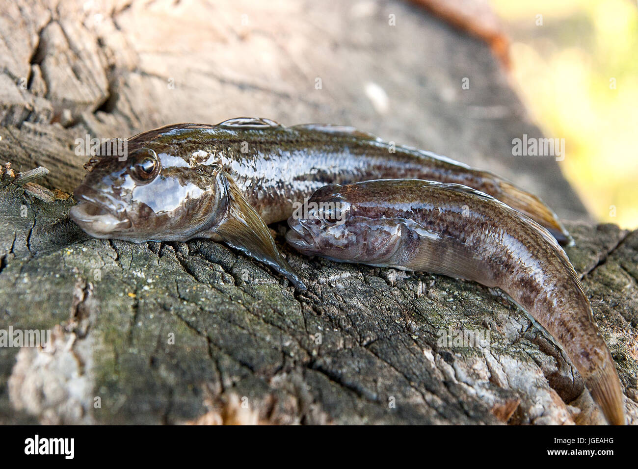 Poisson gobie Banque de photographies et d’images à haute résolution ...