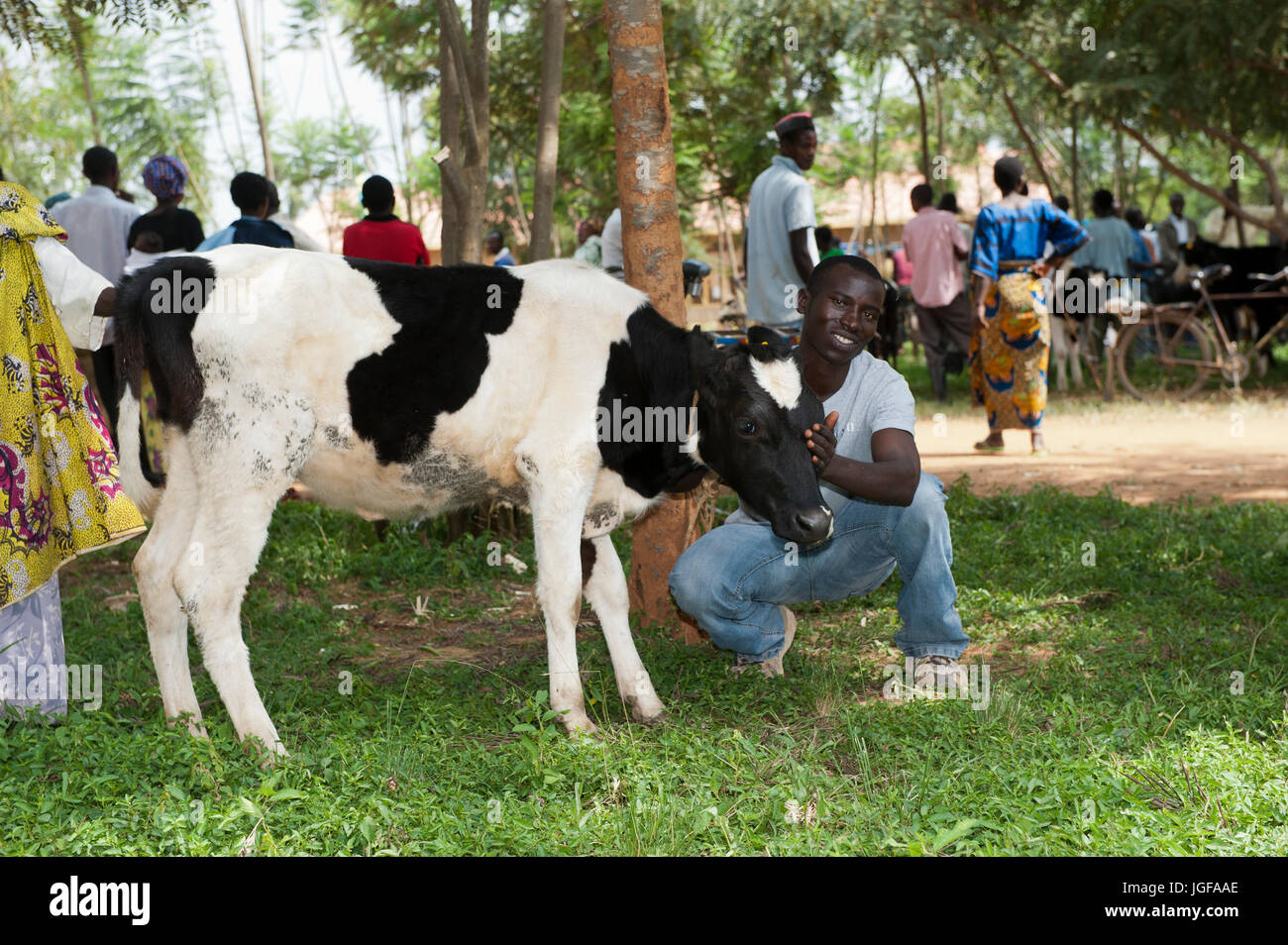 Agriculteur recevant rwandais une vache laitière d'un organisme de ...