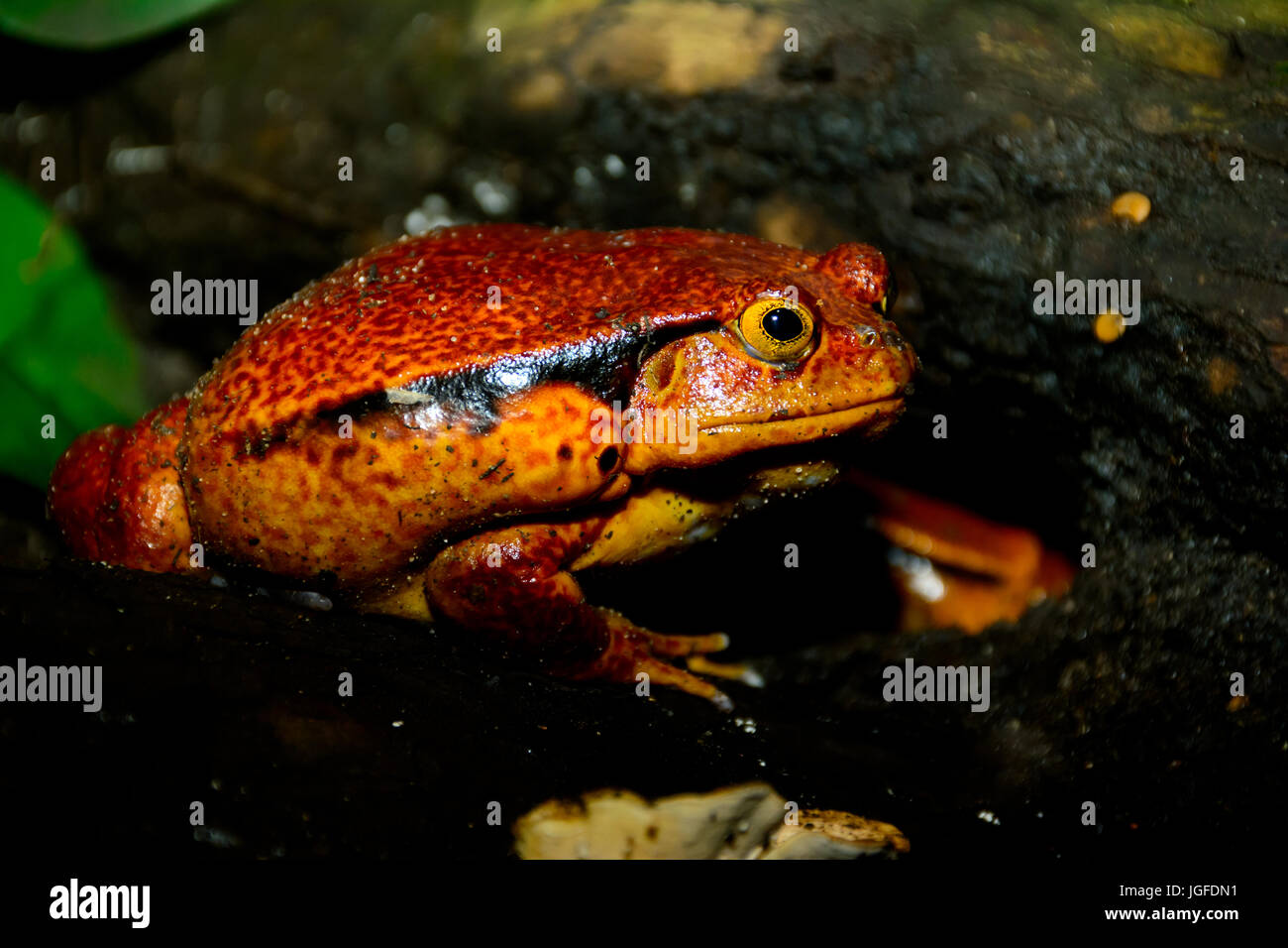 La grenouille tomate Madagascar ou le crapaud rouge de Madagascar ...