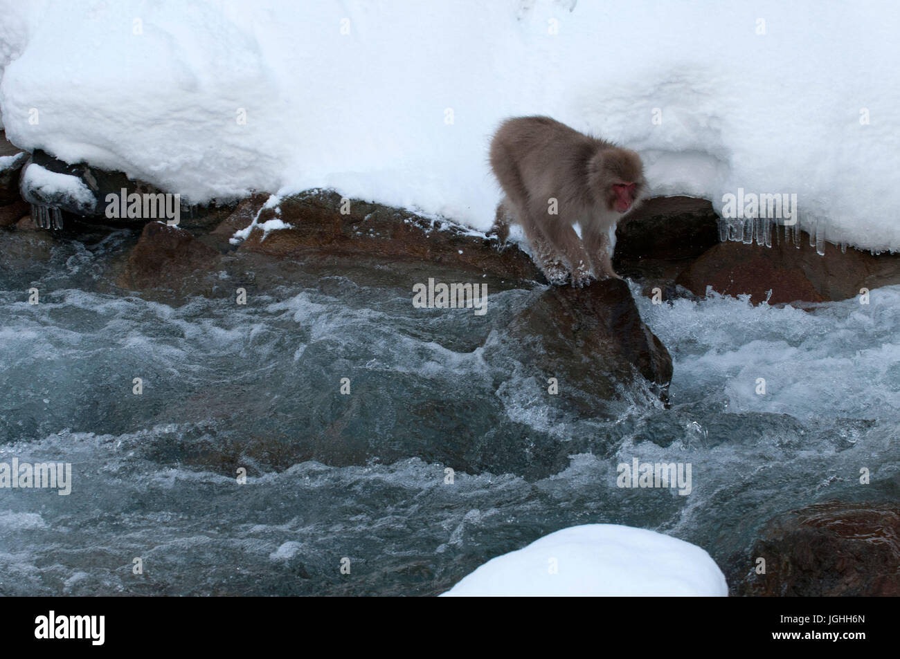 Macaque japonais ou neige saut de singe japonais la rivière (Macaca ...