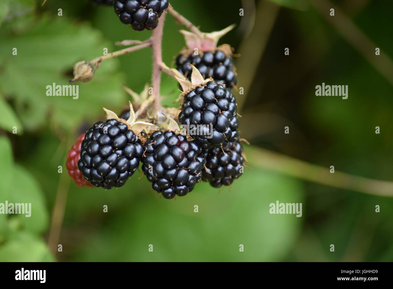Rubus fructicosus Banque de photographies et d’images à haute ...