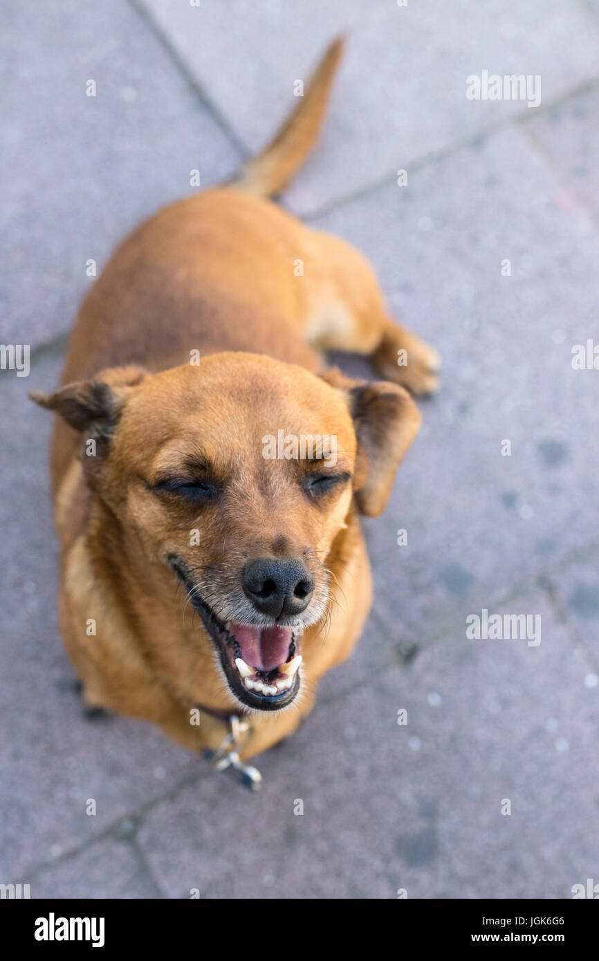 Animal qui rit Banque de photographies et d’images à haute résolution ...