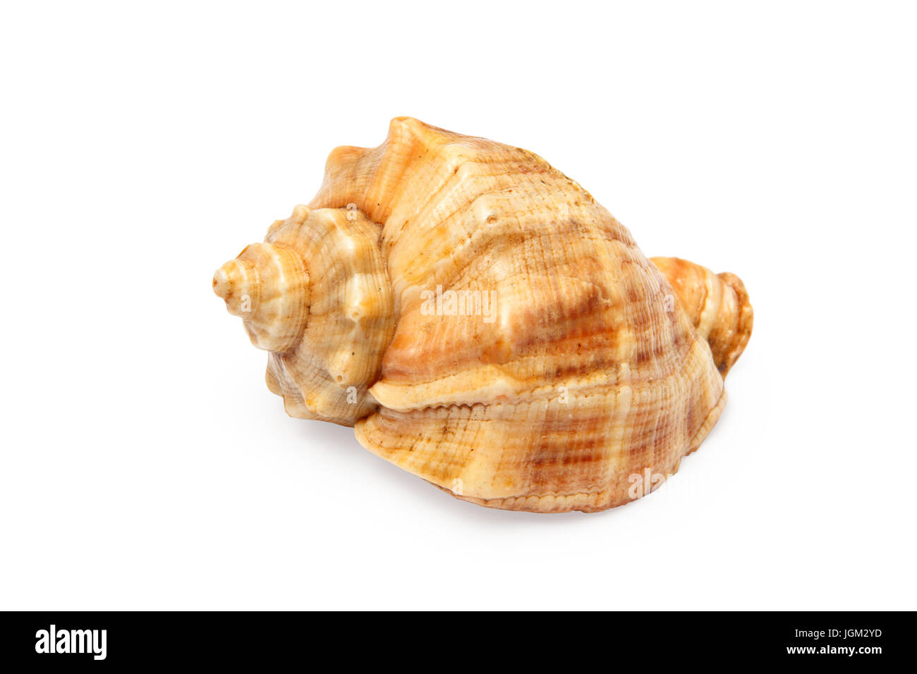 Coquille De Mer Tourbillonne Marine Banque d'image et photos - Alamy