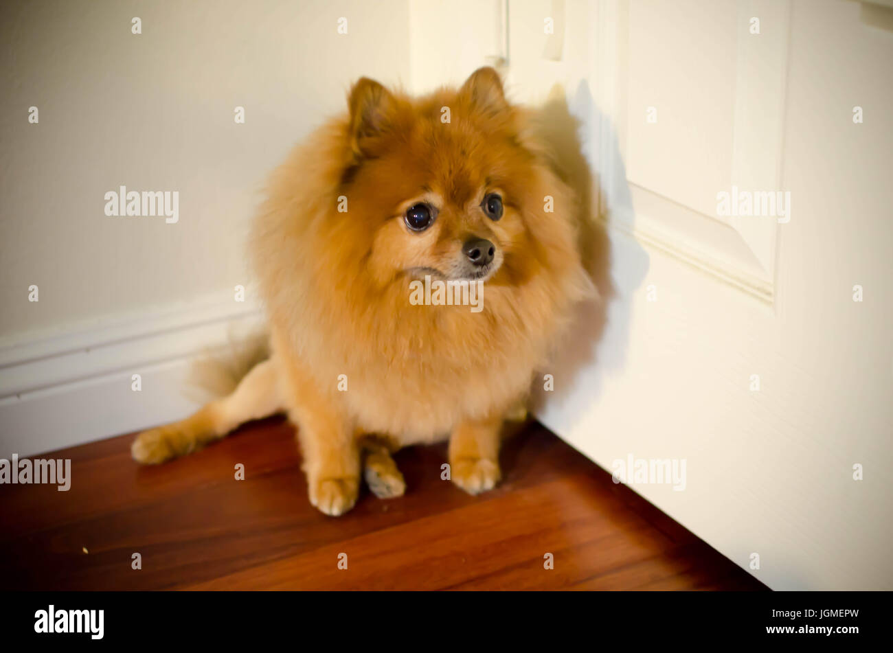 Purebred pomeranian Banque de photographies et d’images à haute ...