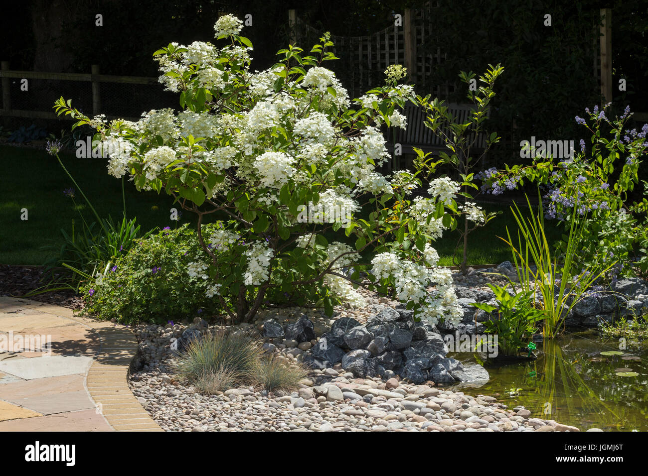 Hydrangea paniculata 'White Moth', hydrangea white moth à côté d'un ...