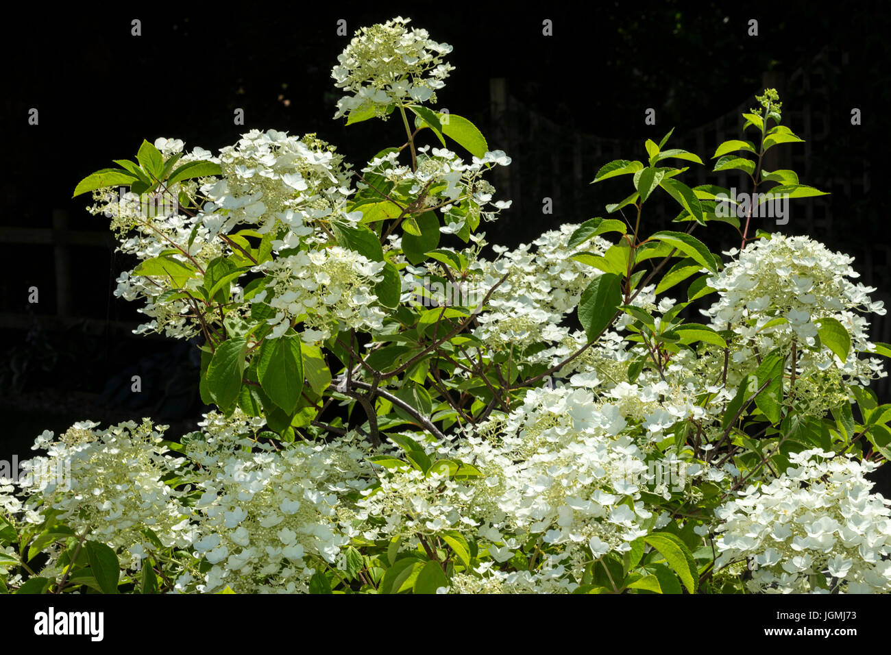Hortensia paniculata papillon blanc Banque de photographies et d’images ...