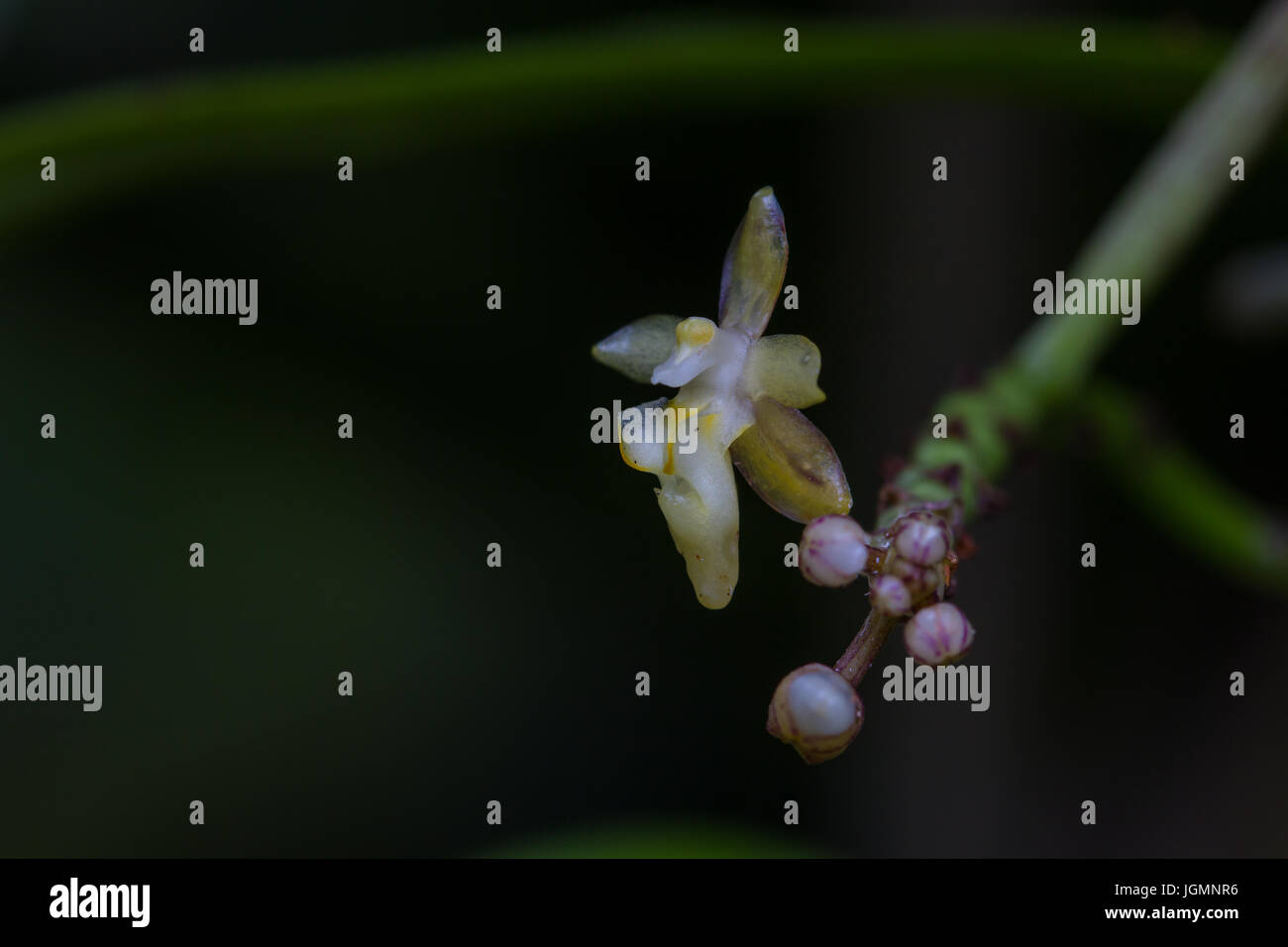 Micropera pallida espèces rares orchidées sauvages dans la forêt de la ...