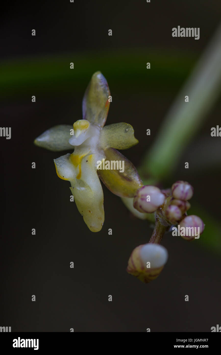 Micropera pallida espèces rares orchidées sauvages dans la forêt de la ...
