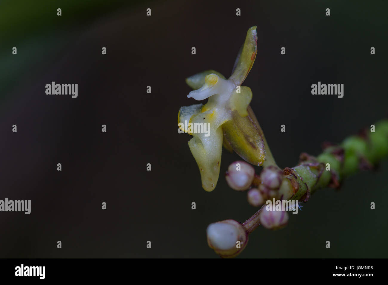 Micropera pallida espèces rares orchidées sauvages dans la forêt de la ...