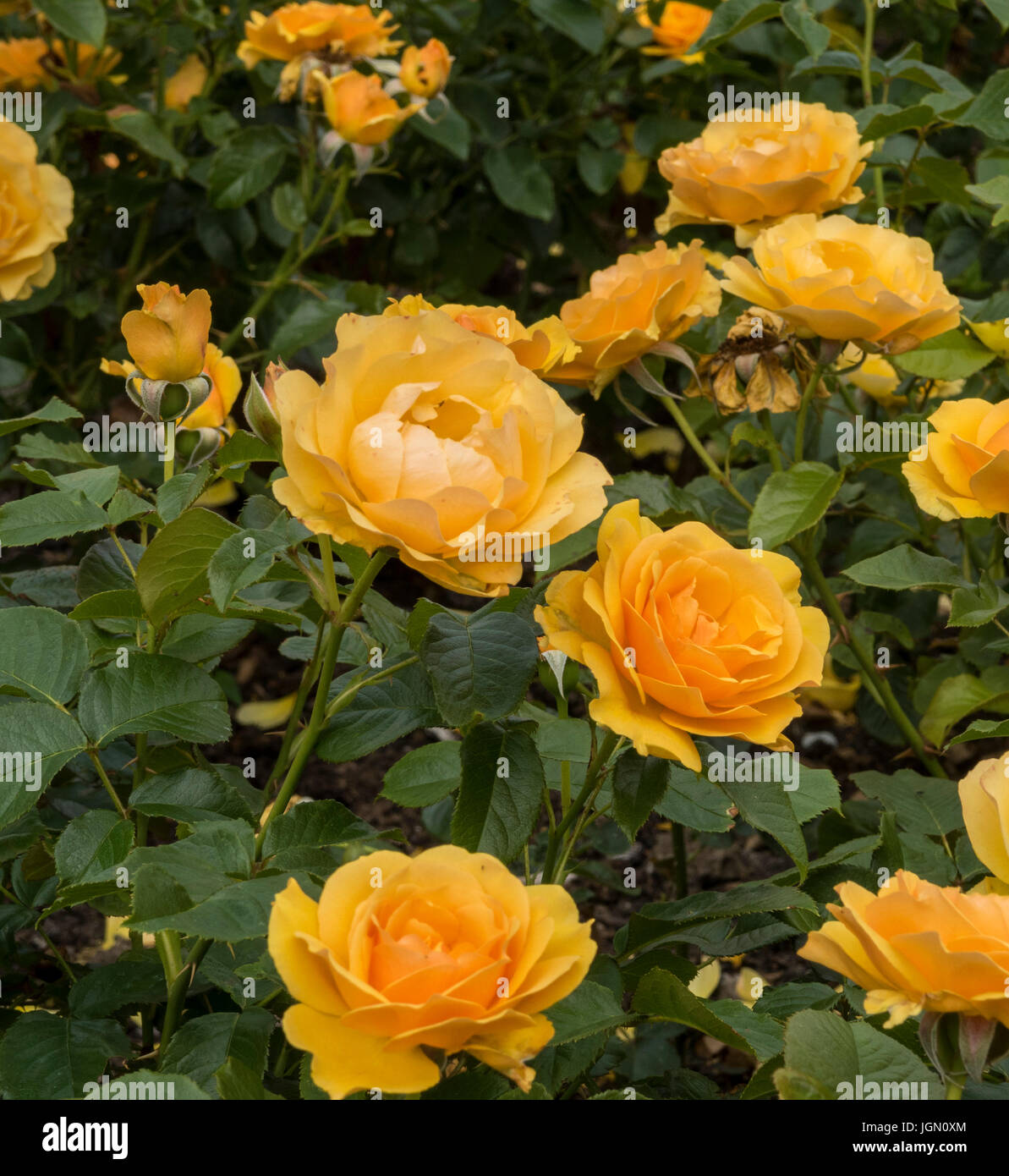 Rose ambre Banque de photographies et d’images à haute résolution - Alamy