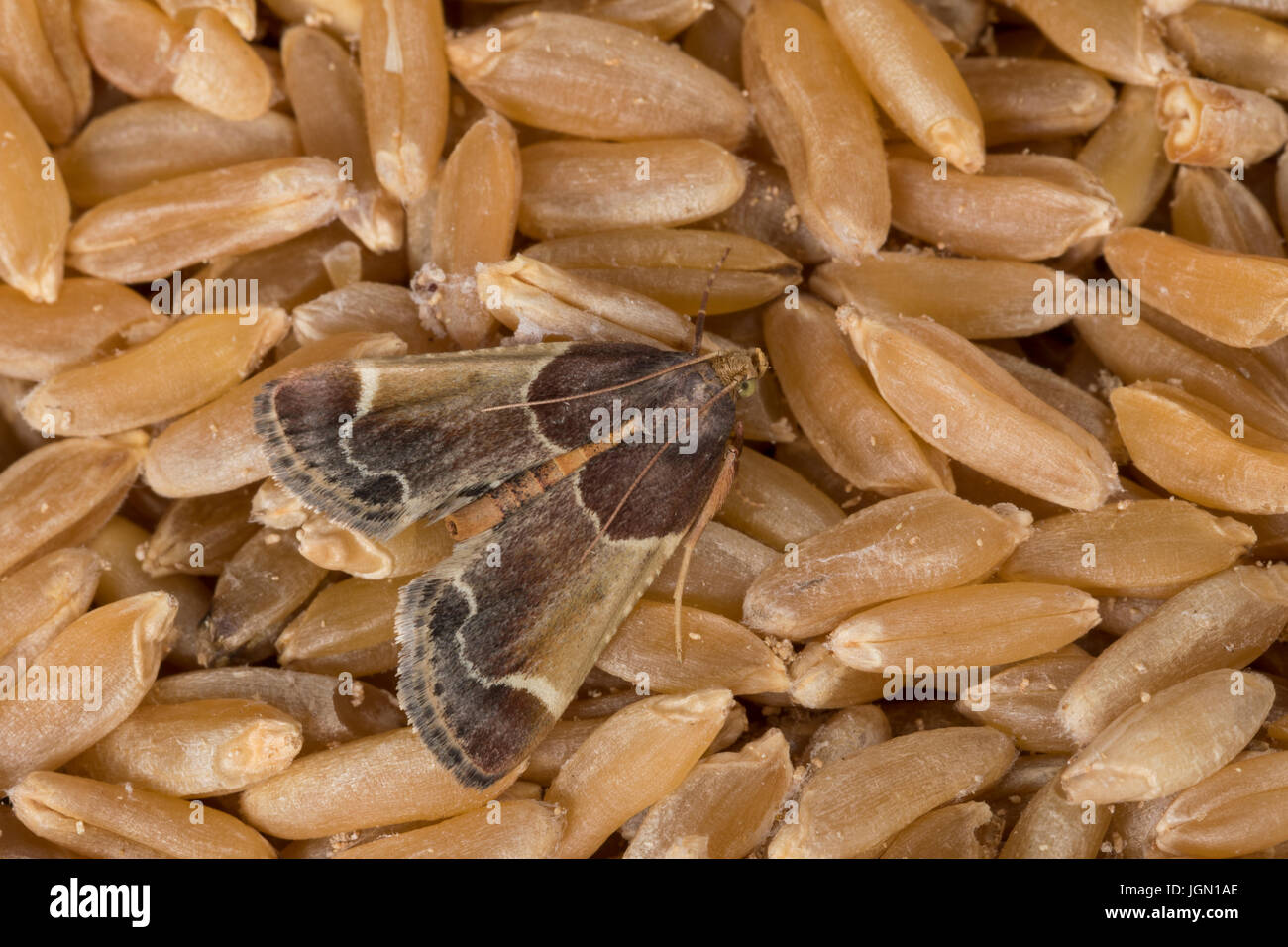 La pyrale de la farine Banque de photographies et d’images à haute ...
