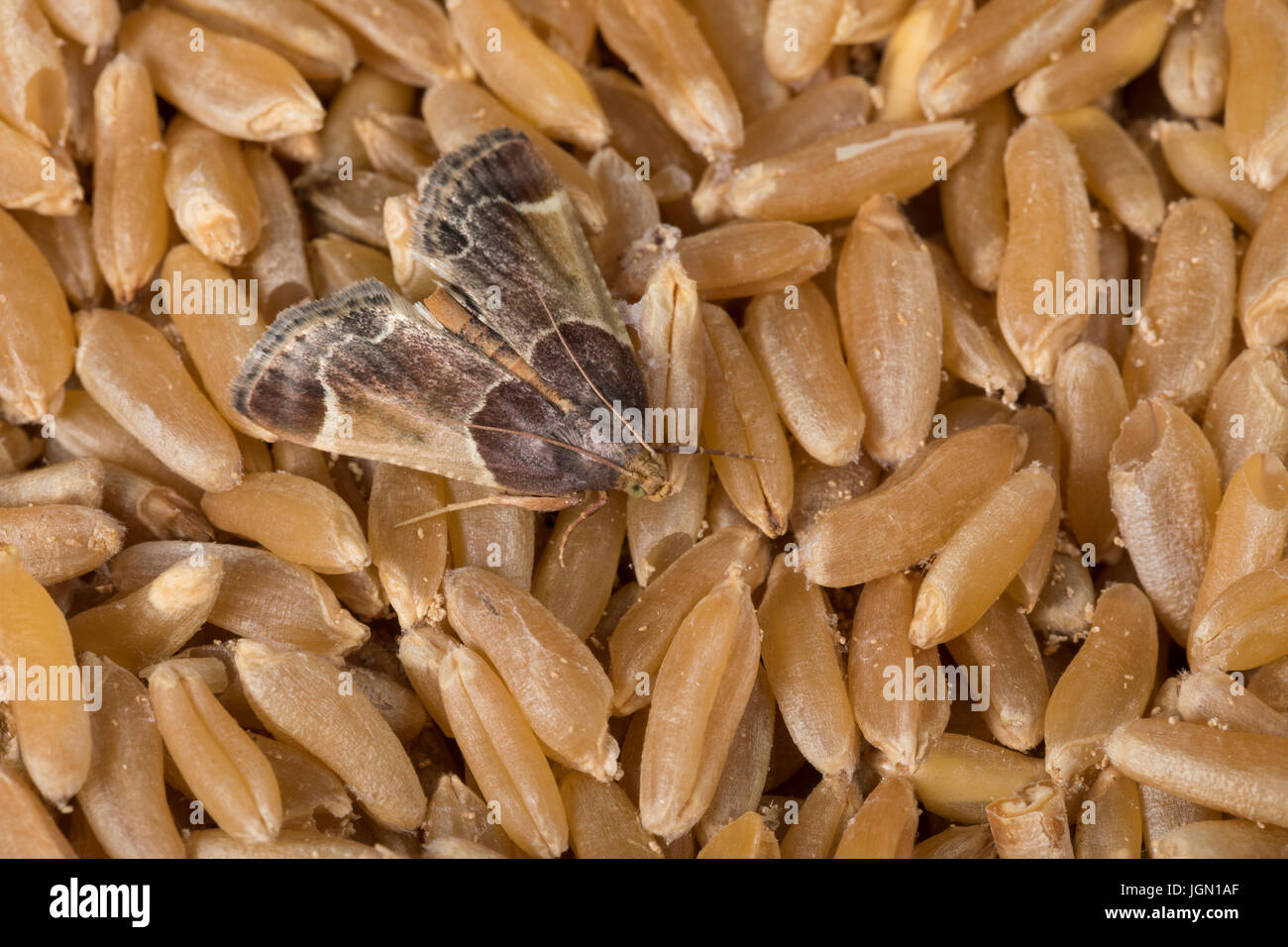 La pyrale de la farine Banque de photographies et d’images à haute ...