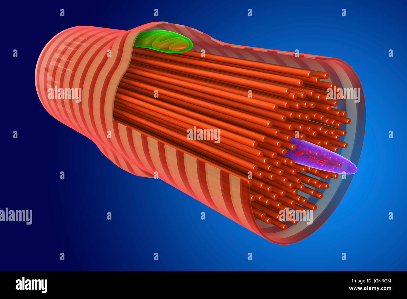 Illustration d'une des cellules du muscle cardiaque, montrant la ...