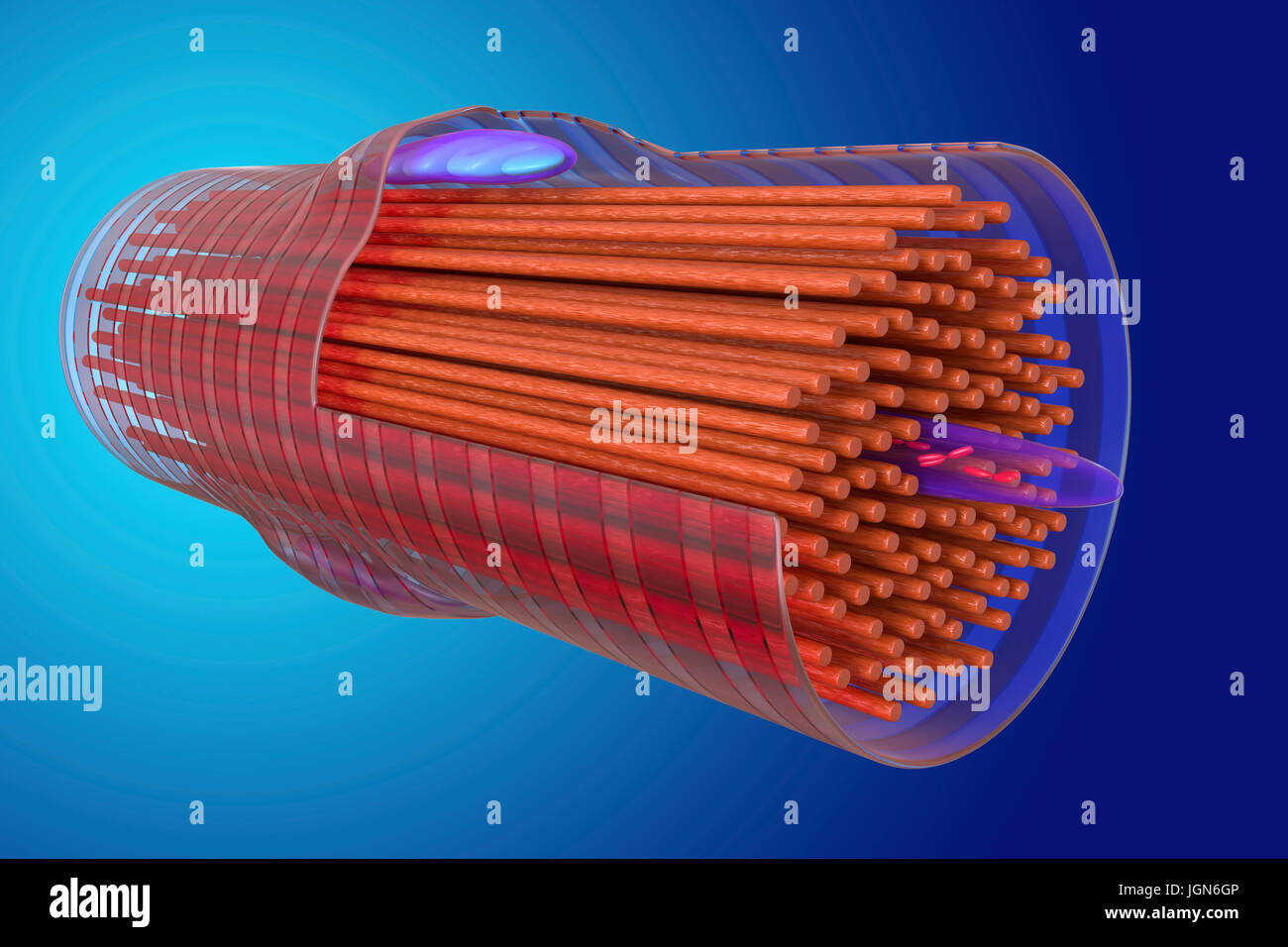 Illustration d'une des cellules du muscle cardiaque, montrant la ...