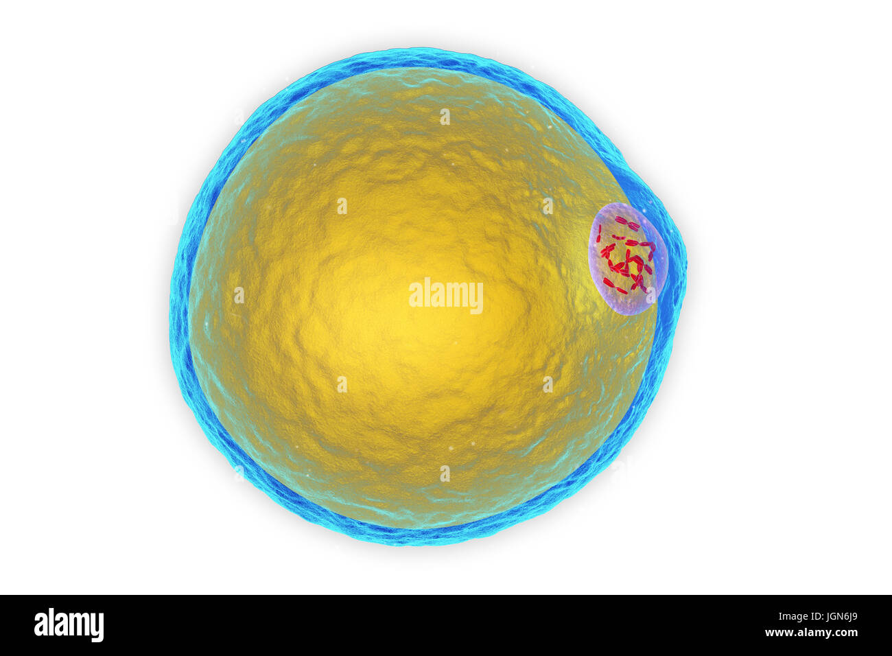 Illustration d'une cellule adipeuse (adipocyte Photo Stock - Alamy