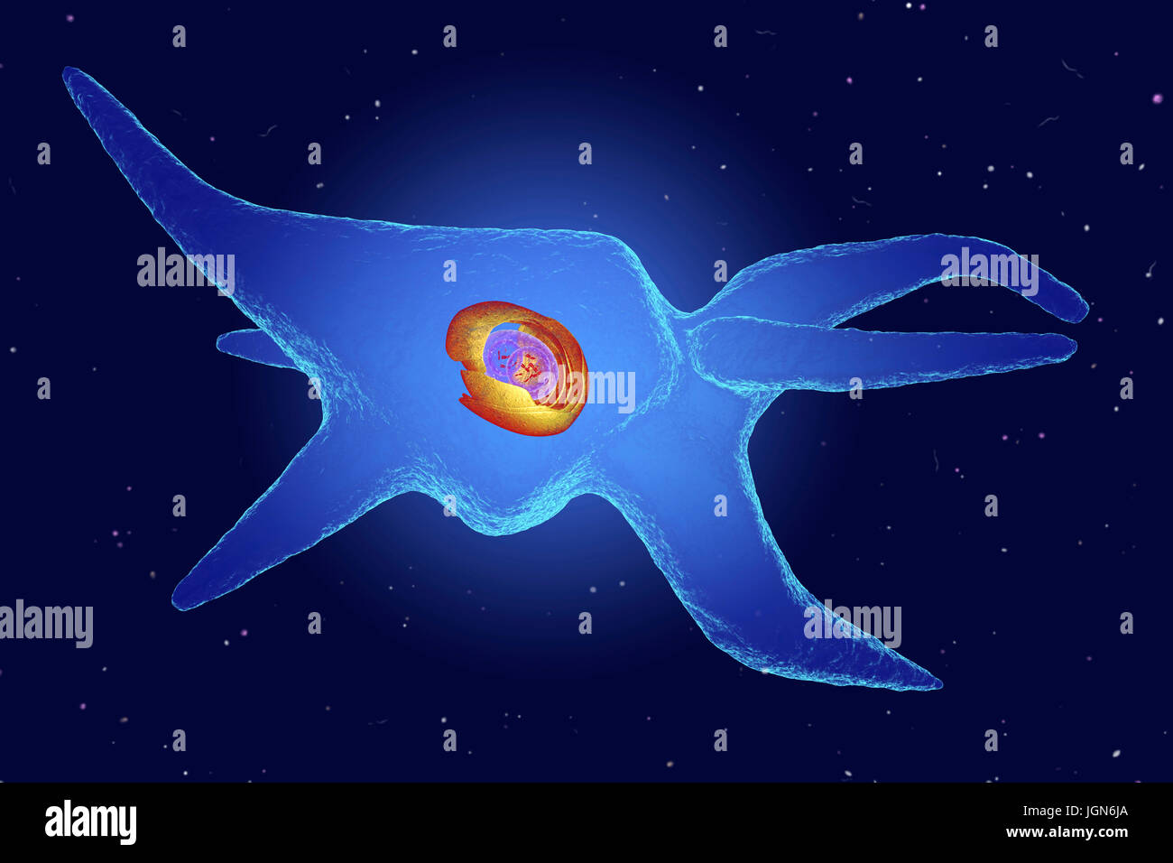 L'illustration, des fibroblastes. Les fibroblastes sont des cellules ...