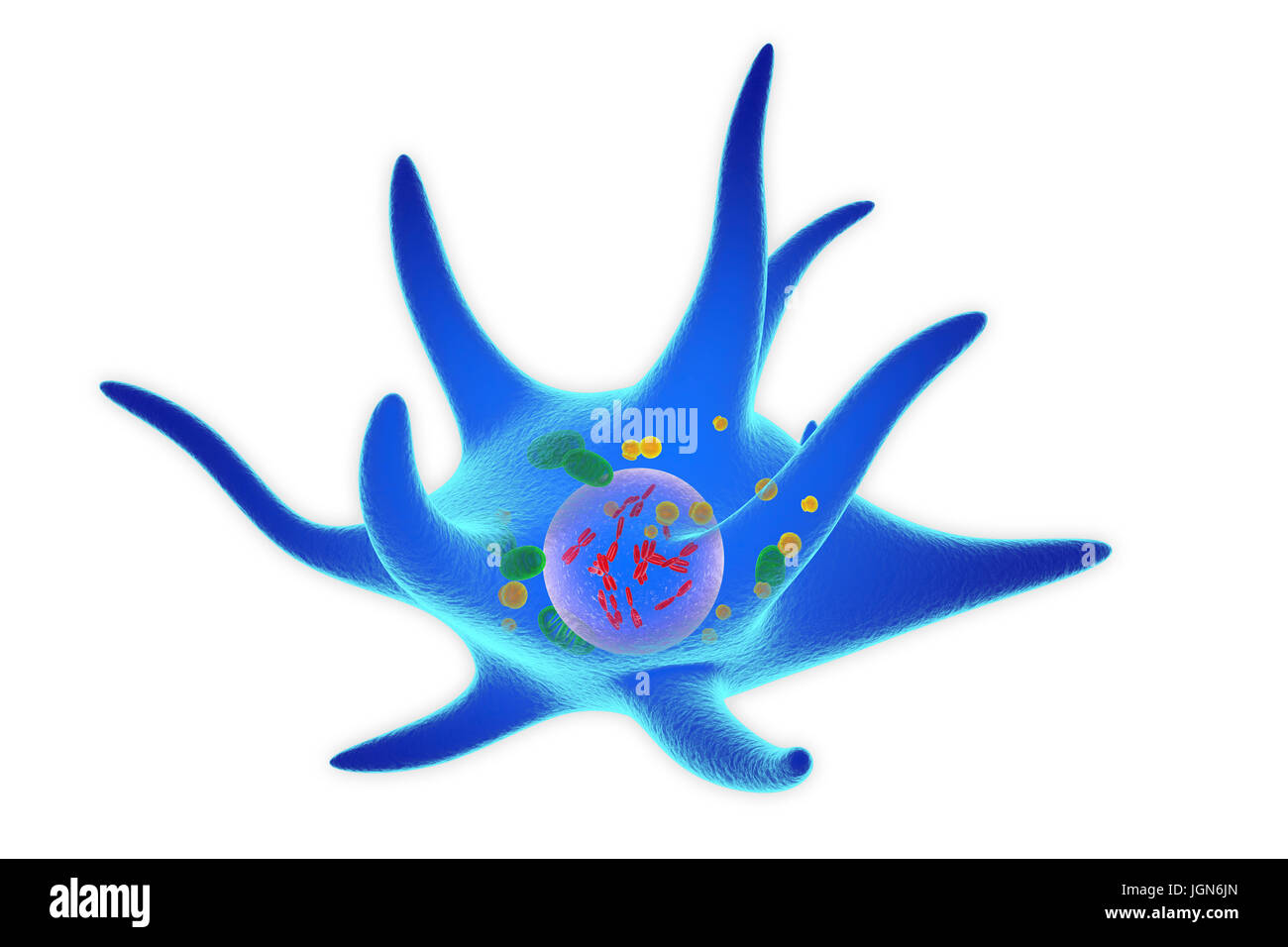 Illustration d'une des cellules de Merkel de la peau. Les cellules de ...