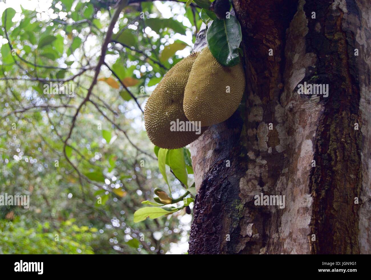 Zanzibar durian fruit Banque de photographies et d’images à haute ...