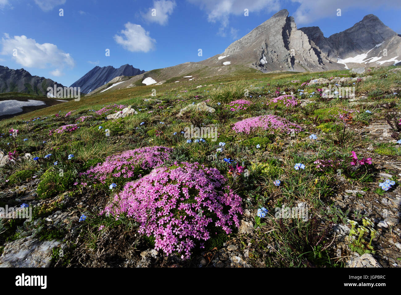 De minuscules fleurs alpines dans les Alpes, avec une vue sur les ...