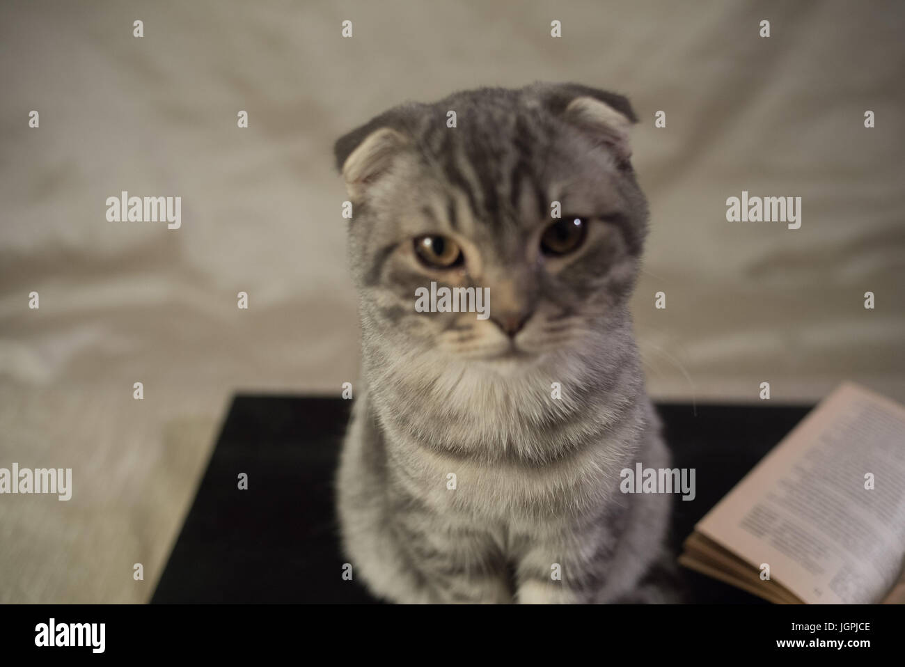 Sad cat Banque de photographies et d’images à haute résolution - Alamy