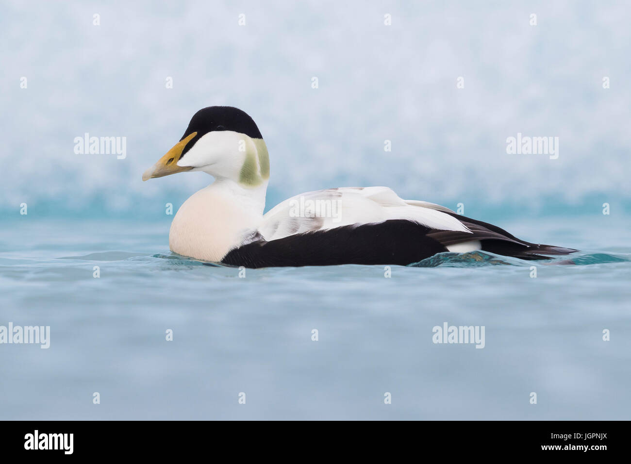 Eider canards somateria mollissima Banque de photographies et d’images ...