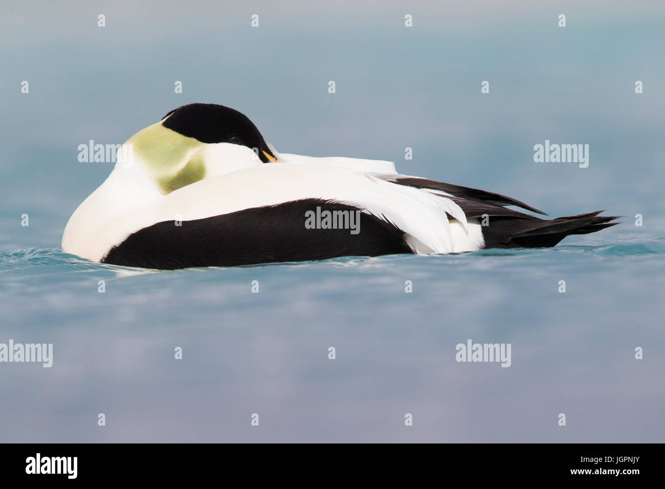 Eider canards somateria mollissima Banque de photographies et d’images ...