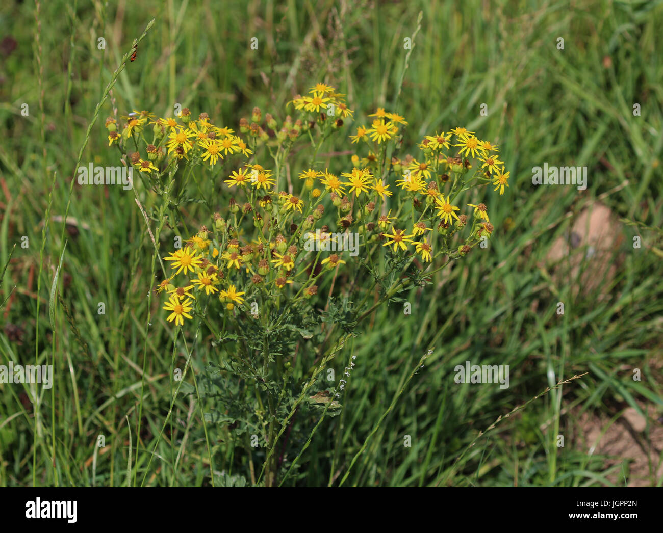 Jacobaea erucifolia Banque de photographies et d’images à haute ...