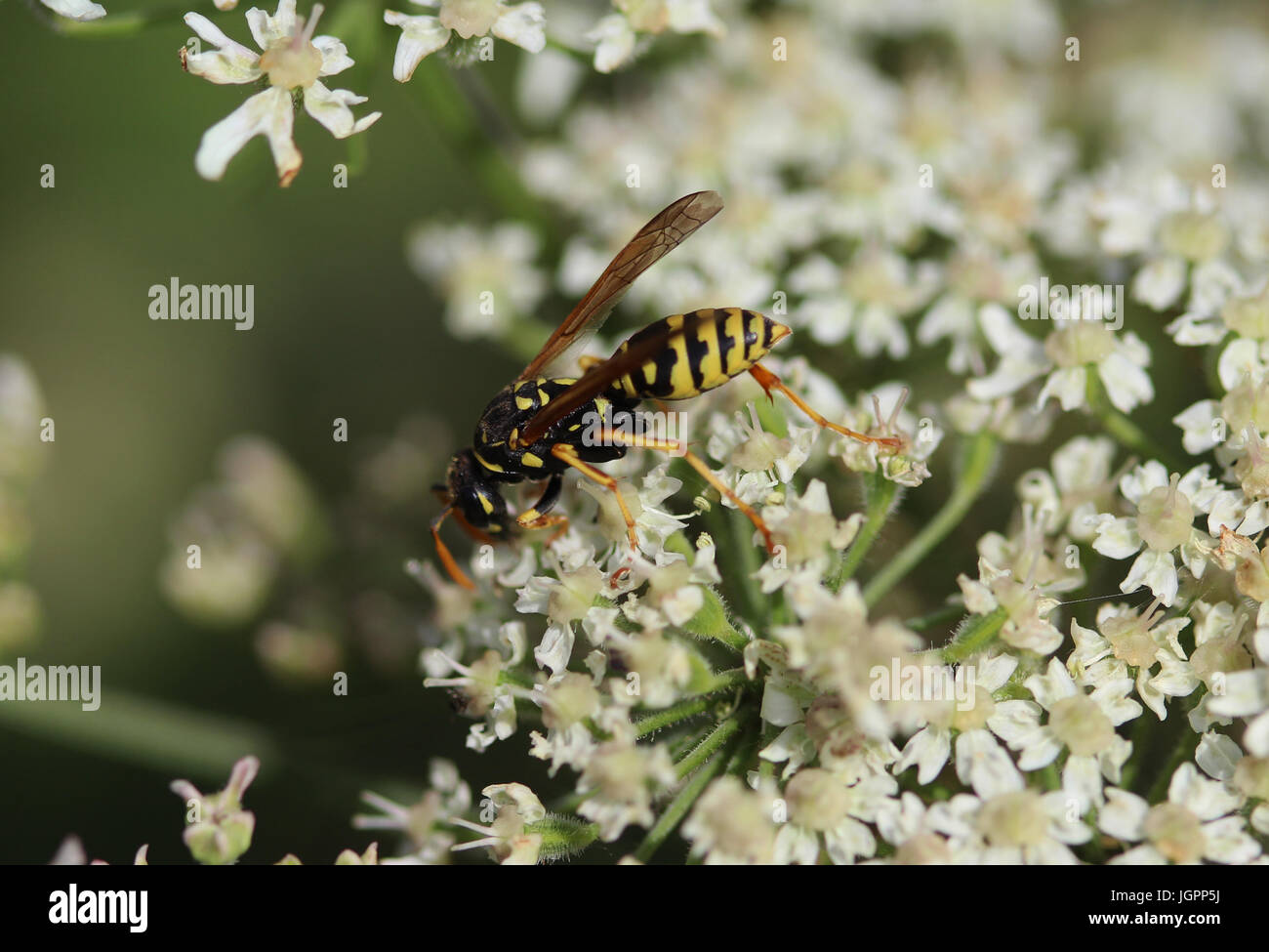Vespula vulgaris white Banque de photographies et d’images à haute ...