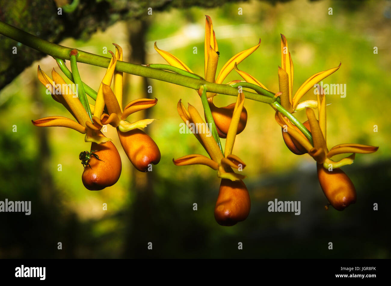 Gros marron Banque de photographies et d’images à haute résolution - Alamy