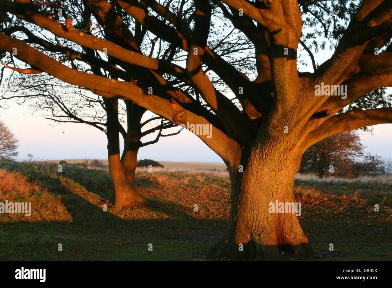 Cissbury ring hill fort Banque de photographies et d’images à haute ...