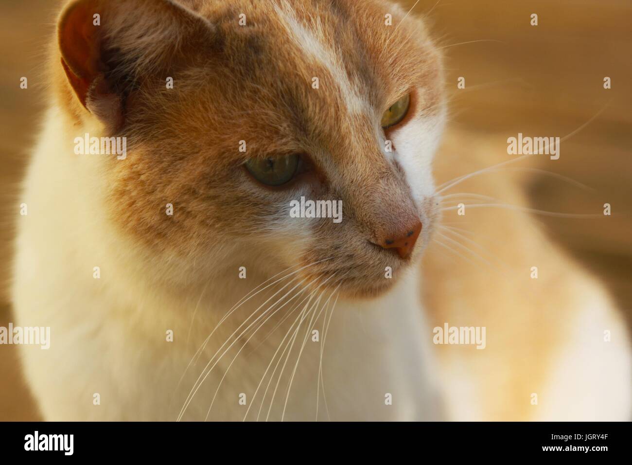 Une photo d'un chat à la prudence au niveau d'une caméra Photo Stock ...