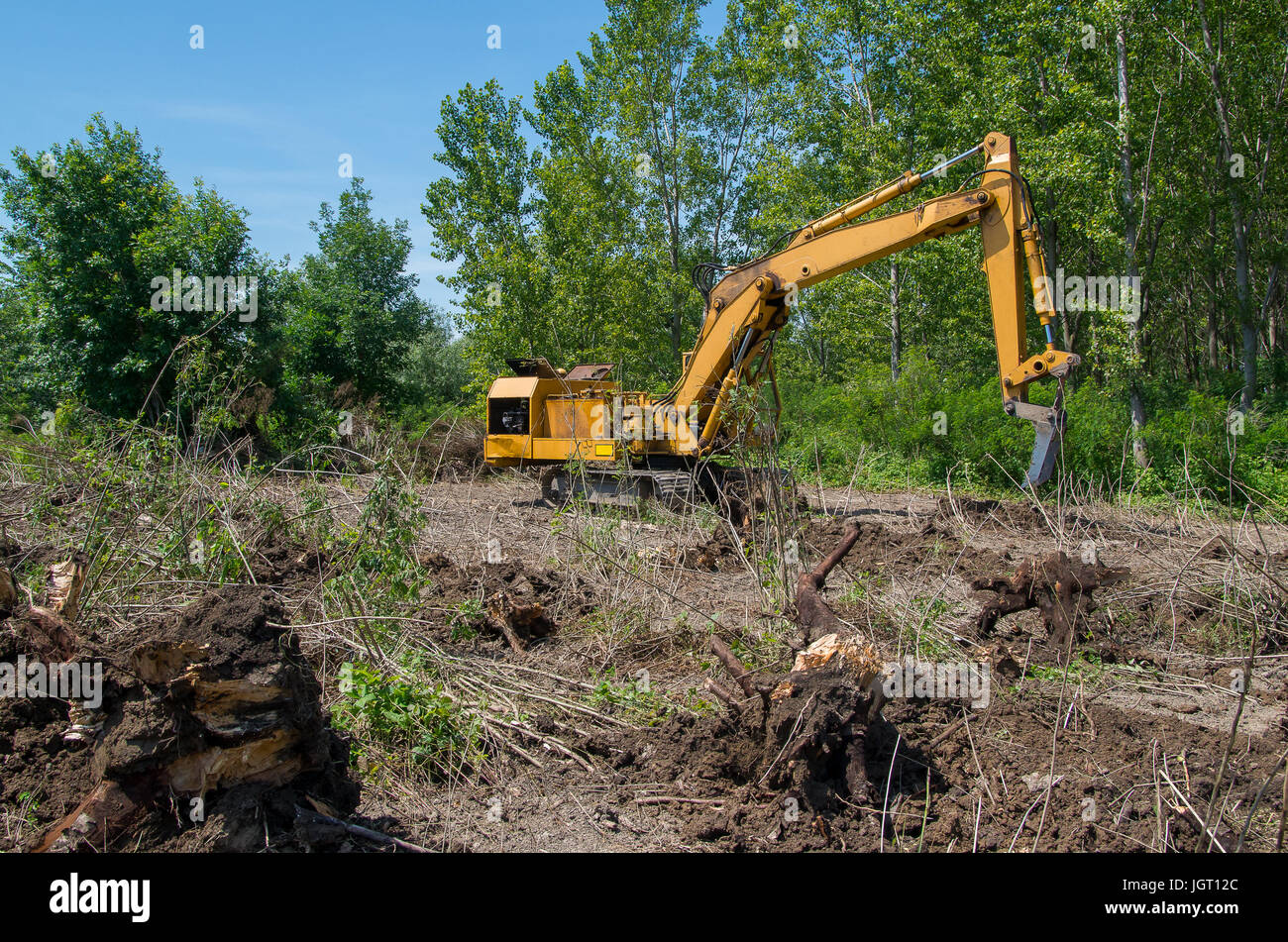 La déforestation Banque de photographies et d’images à haute résolution ...