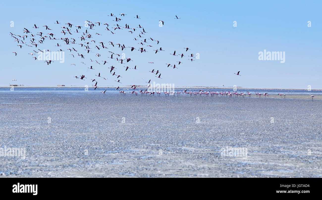 Flamand rose qui s'envole Banque de photographies et d’images à haute ...