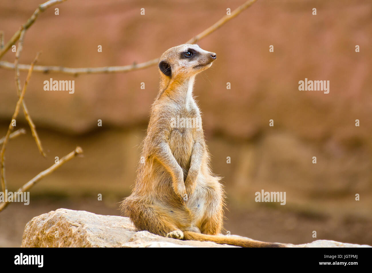Visage de suricate Banque de photographies et d’images à haute ...