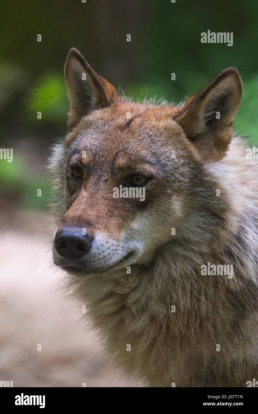 Loup couple Banque de photographies et d’images à haute résolution - Alamy