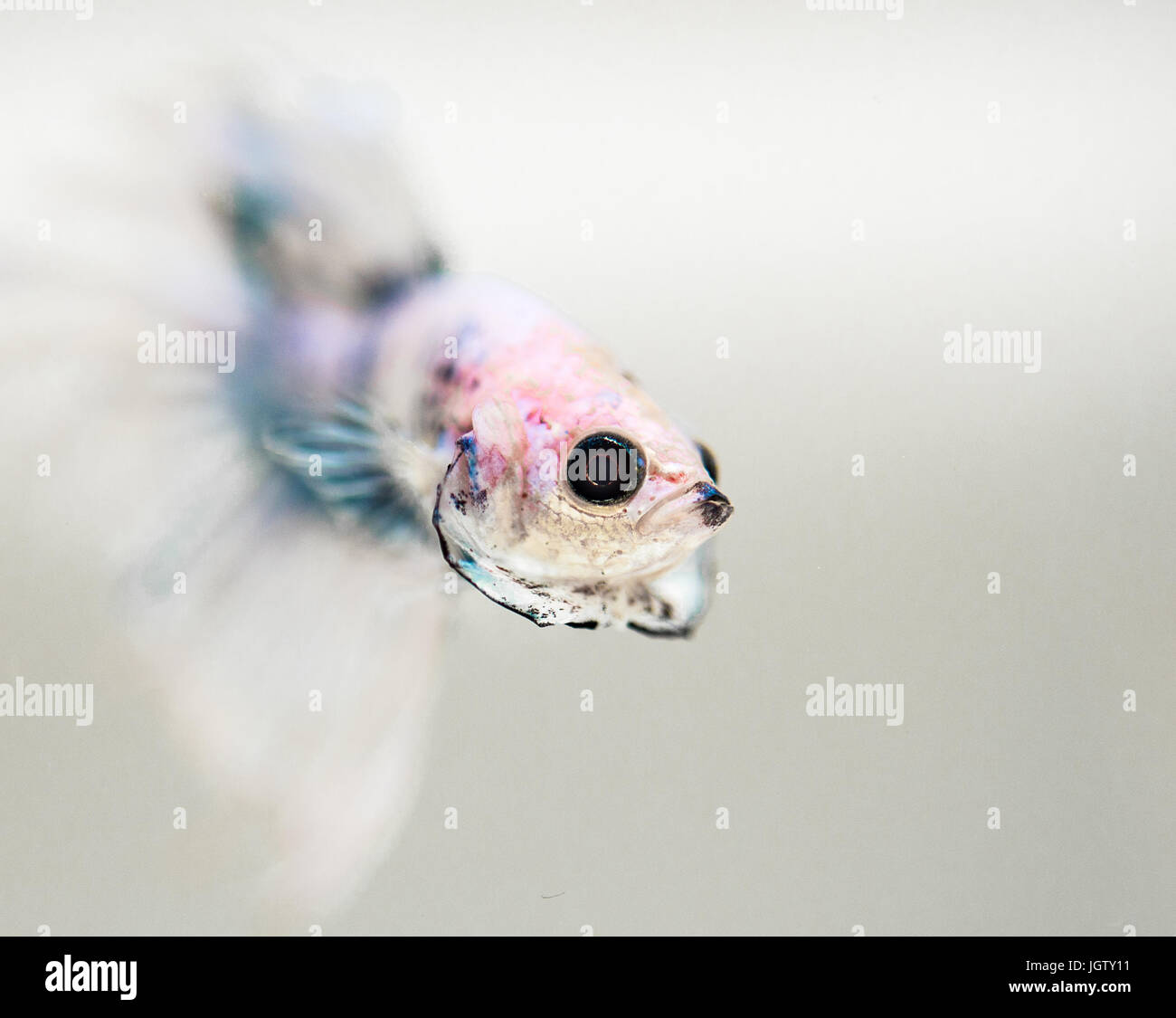 Betta Splendens Banque d'image et photos - Alamy