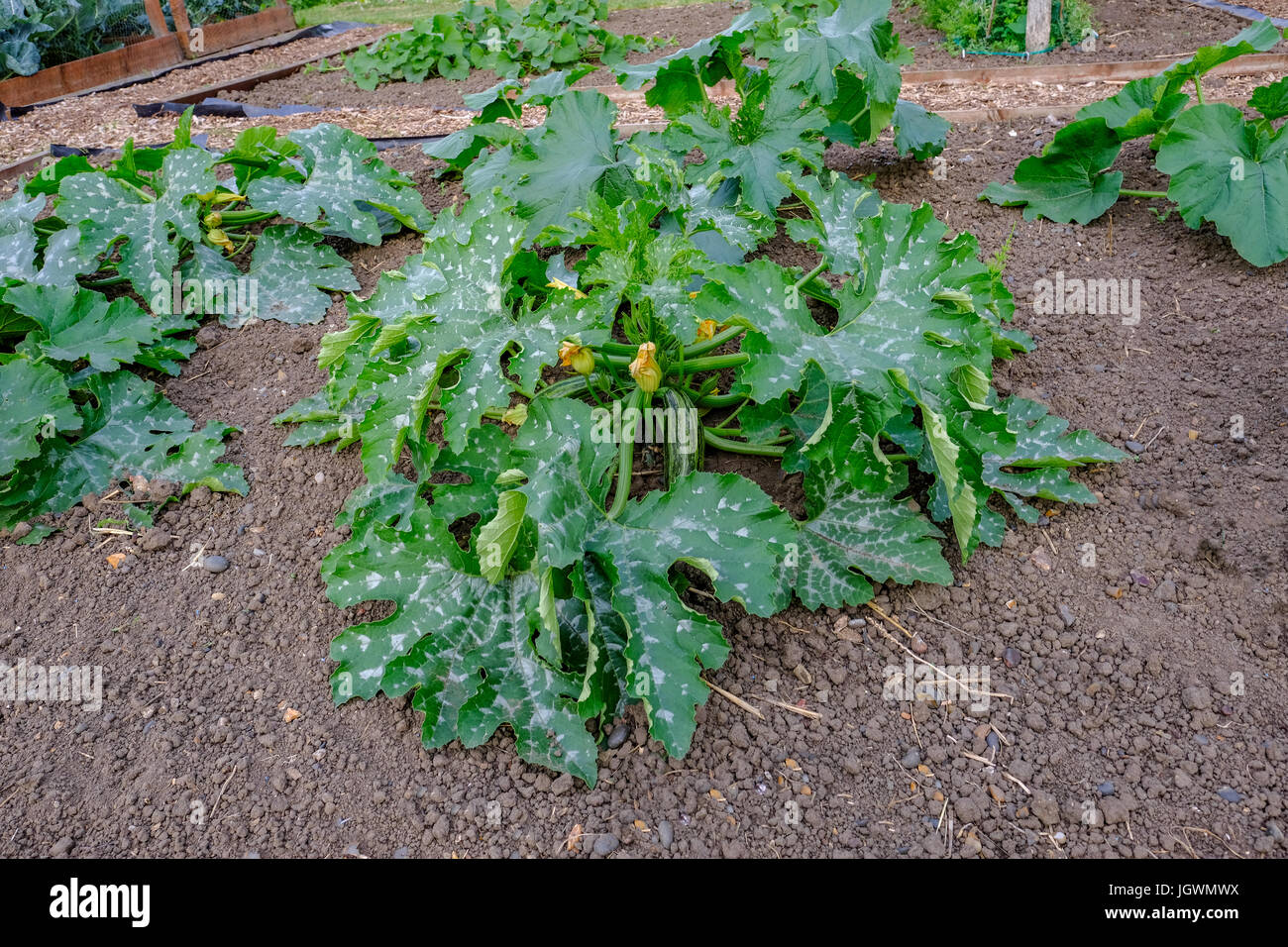 Plant de courgettes Banque de photographies et d’images à haute ...
