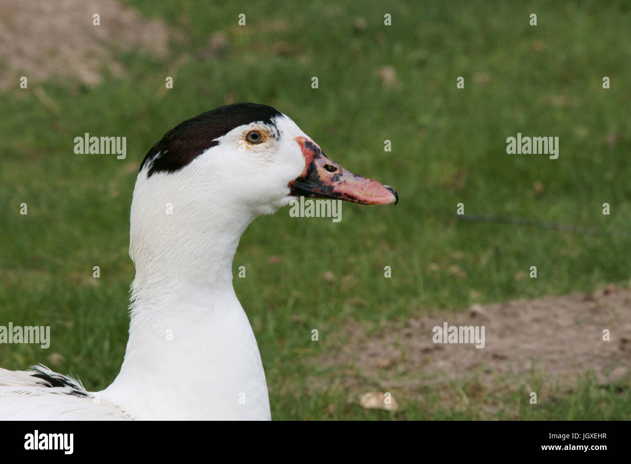 Mulard duck Banque de photographies et d’images à haute résolution - Alamy