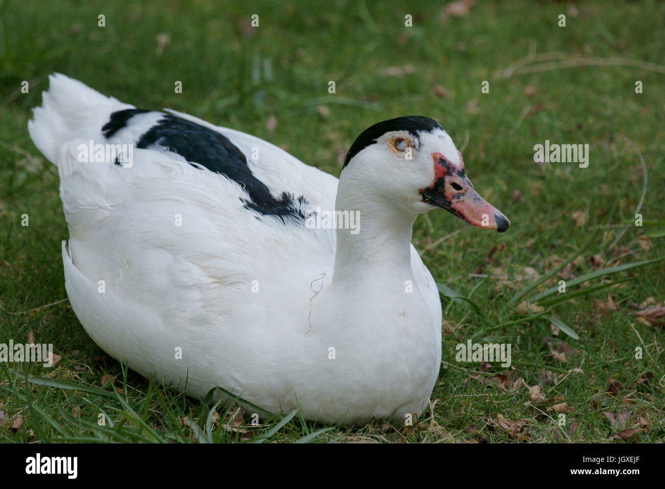 Mulard duck Banque de photographies et d’images à haute résolution - Alamy