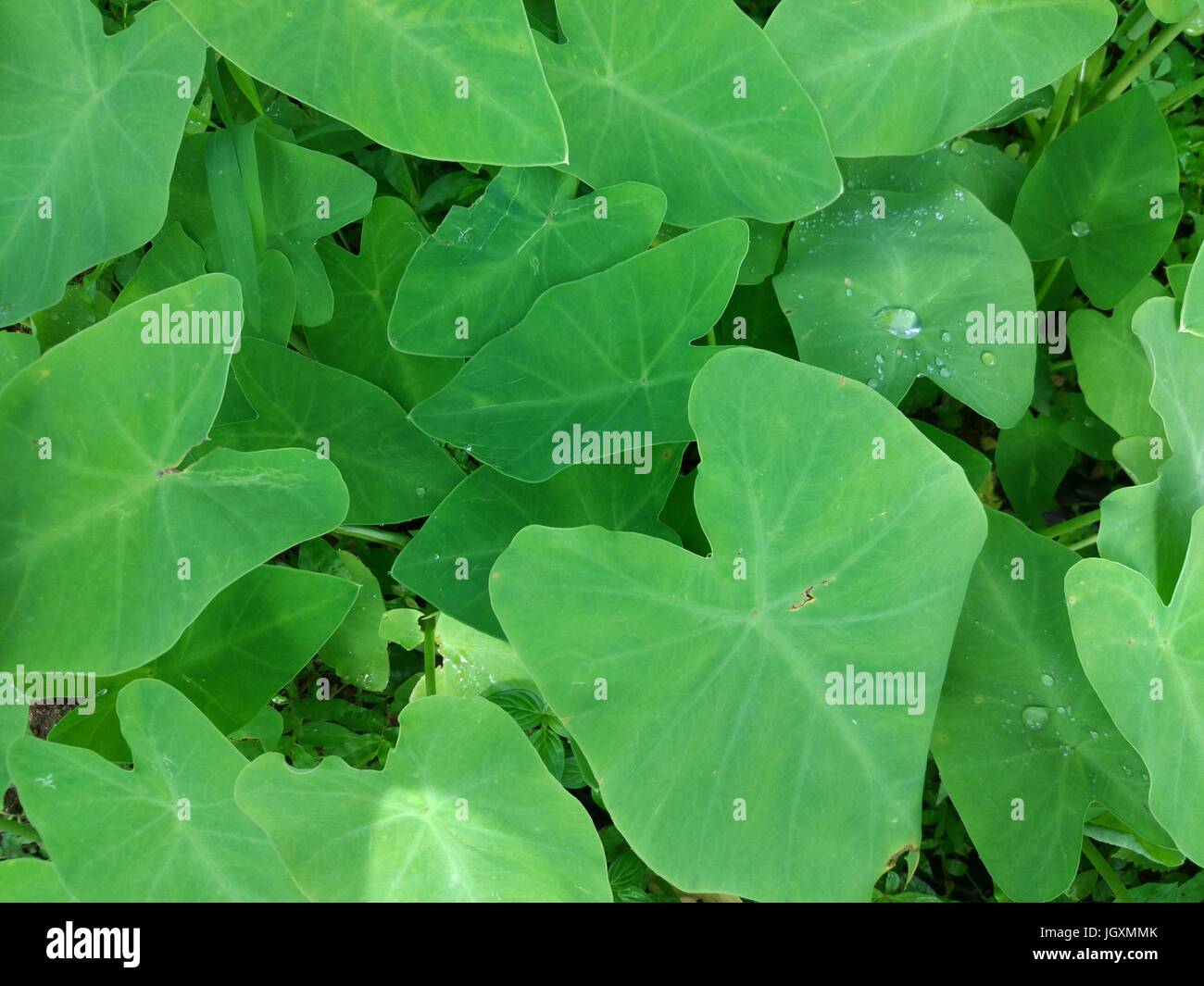 Wetting leaves Banque de photographies et d’images à haute résolution ...