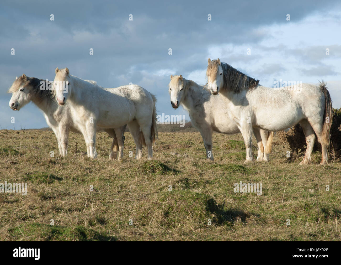 Quatre chevaux blancs Banque de photographies et d’images à haute ...