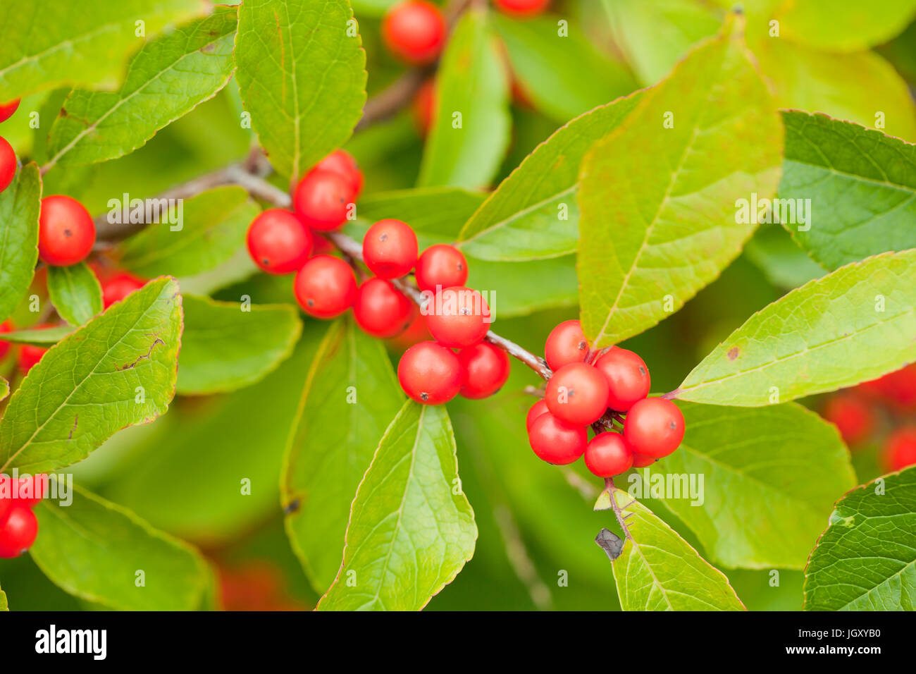 Arbuste aux fruits rouges Banque de photographies et d’images à haute ...