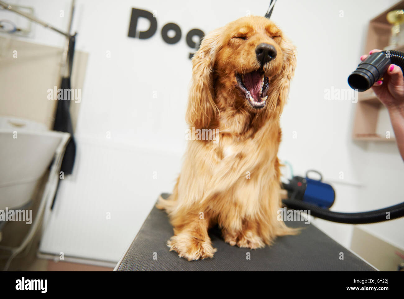 Spaniel eyes Banque de photographies et d’images à haute résolution - Alamy