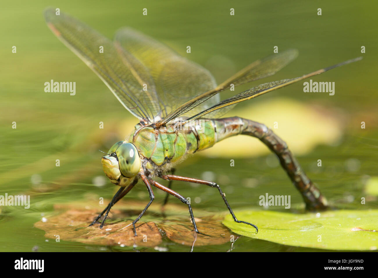 Anax imperator Banque de photographies et d’images à haute résolution - Alamy