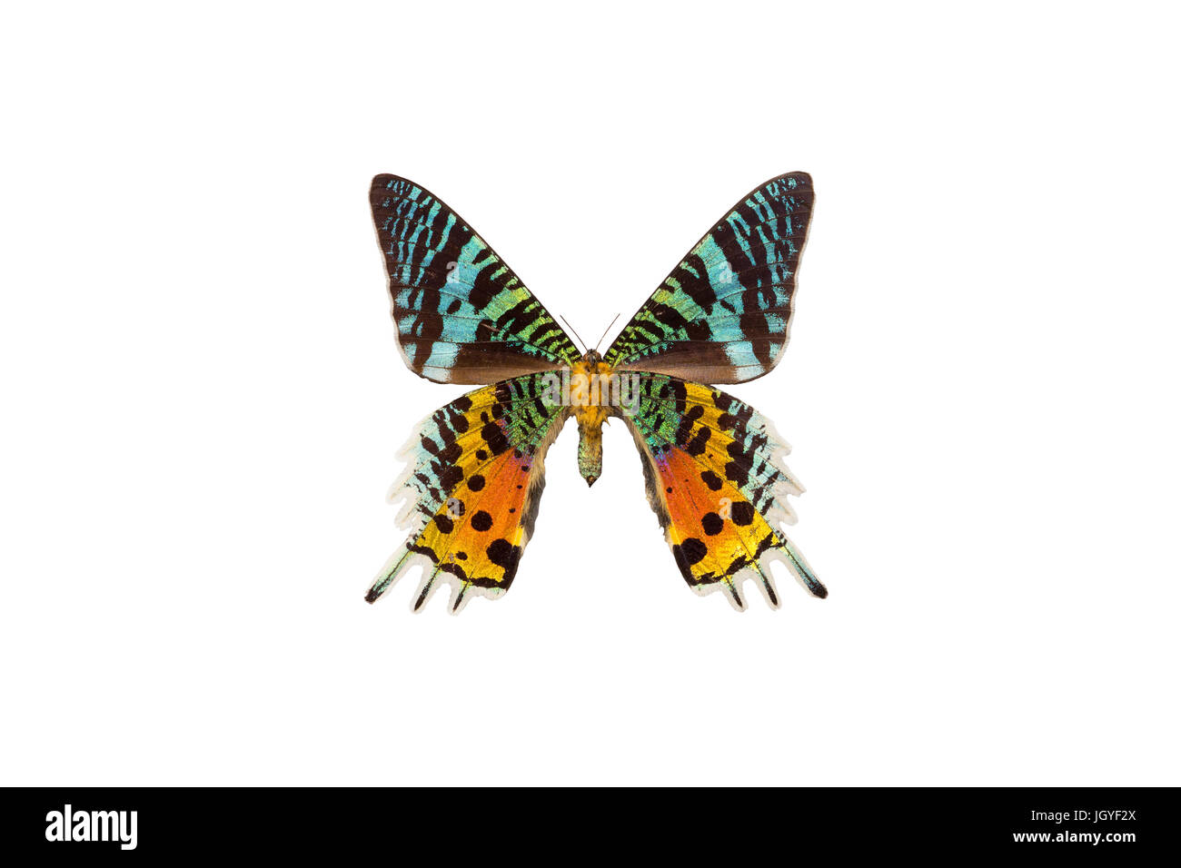 Urania moth Banque de photographies et d’images à haute résolution - Alamy