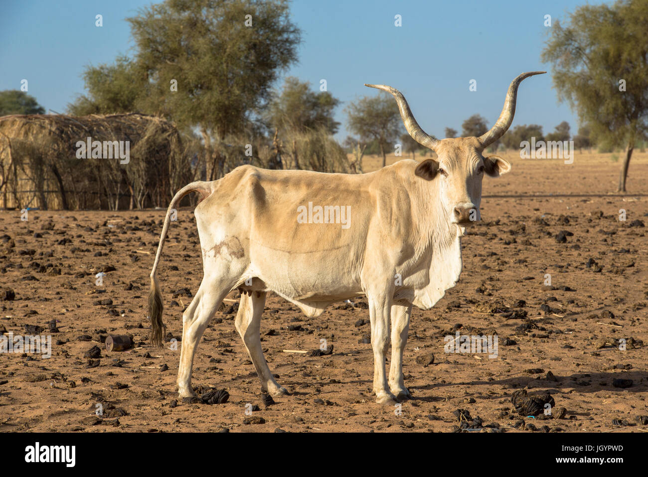 Zebu cow Banque de photographies et d’images à haute résolution - Alamy