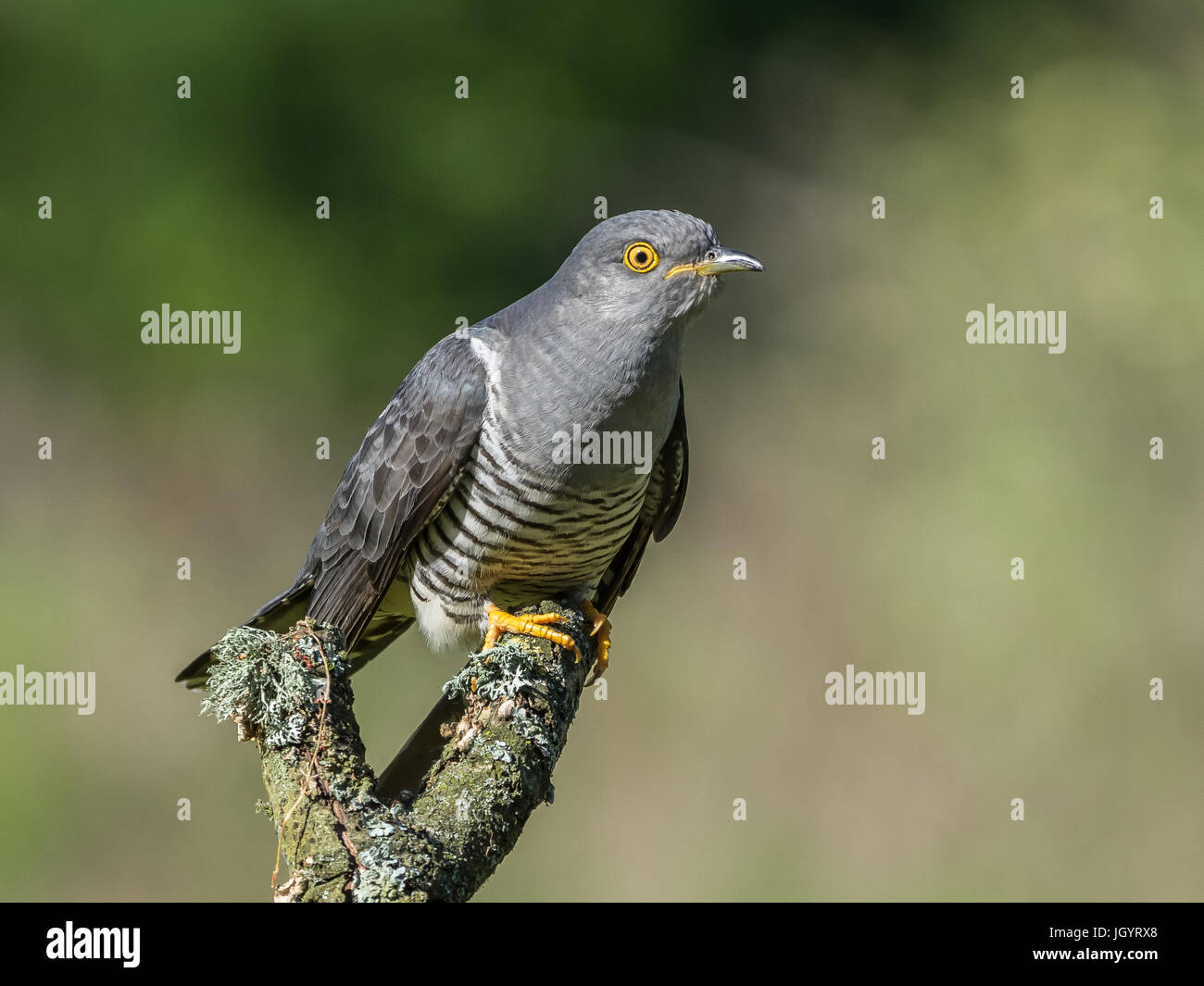 Cuculus canorus Banque de photographies et d’images à haute résolution ...