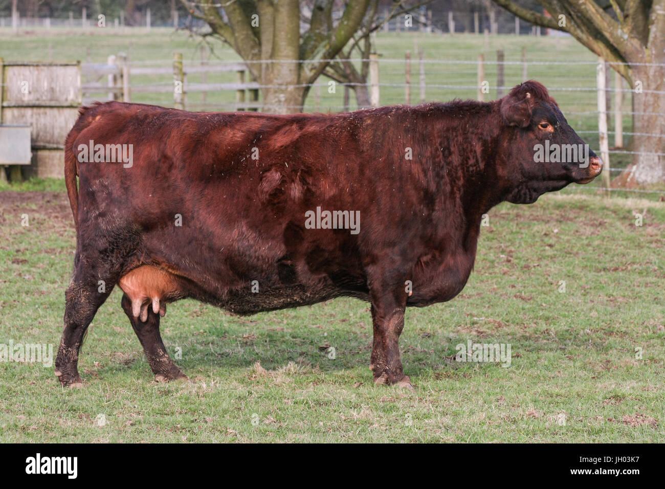 En gestation vache brune, se tenait dans un champ d'herbe en attente de ...